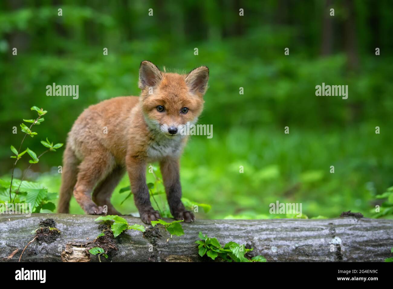 Red fox, vulpes vulpes, small young cub in forest. Cute little wild ...