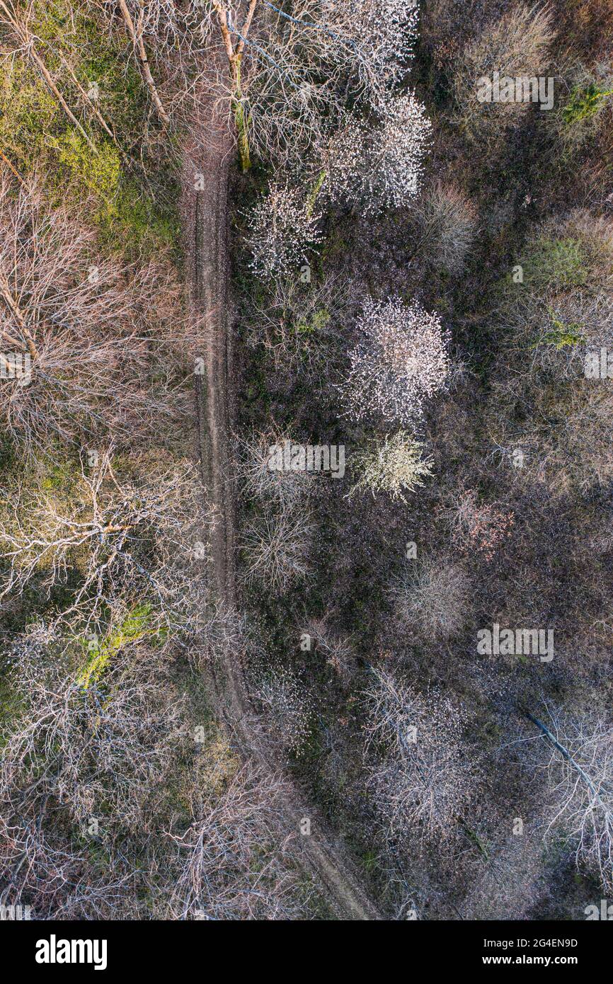 aerial view of a trail passing through a deciduous forest in early ...