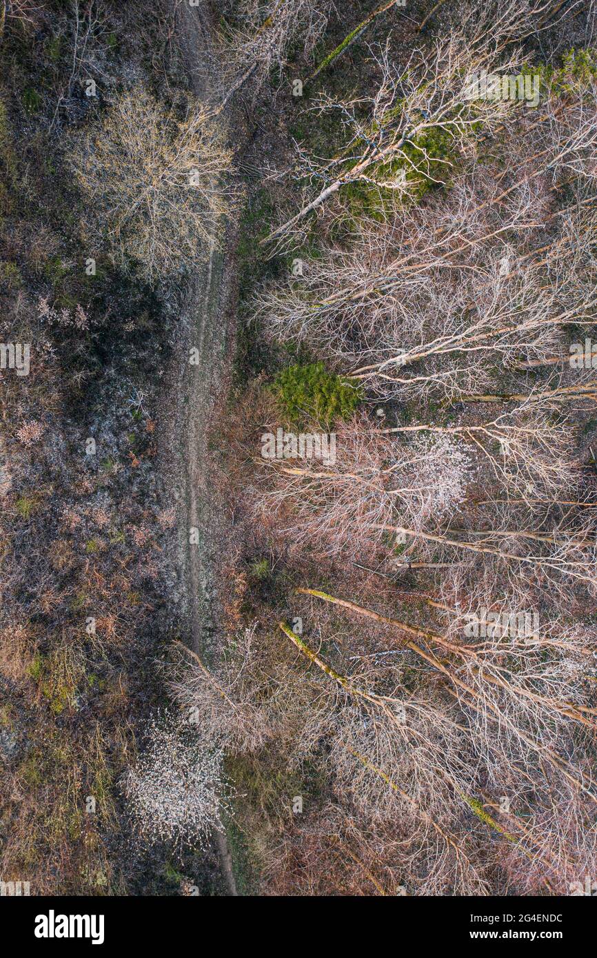 aerial view of a trail passing through a deciduous forest in early ...