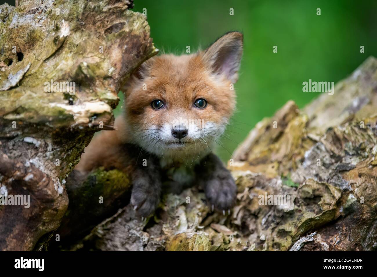 Red fox, vulpes vulpes, small young cub in forest. Cute little wild ...
