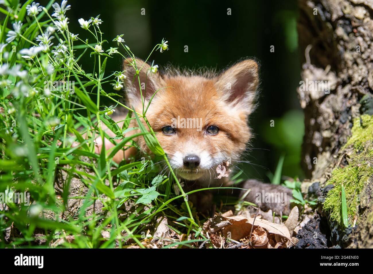 Red fox, vulpes vulpes, small young cub in forest. Cute little wild ...