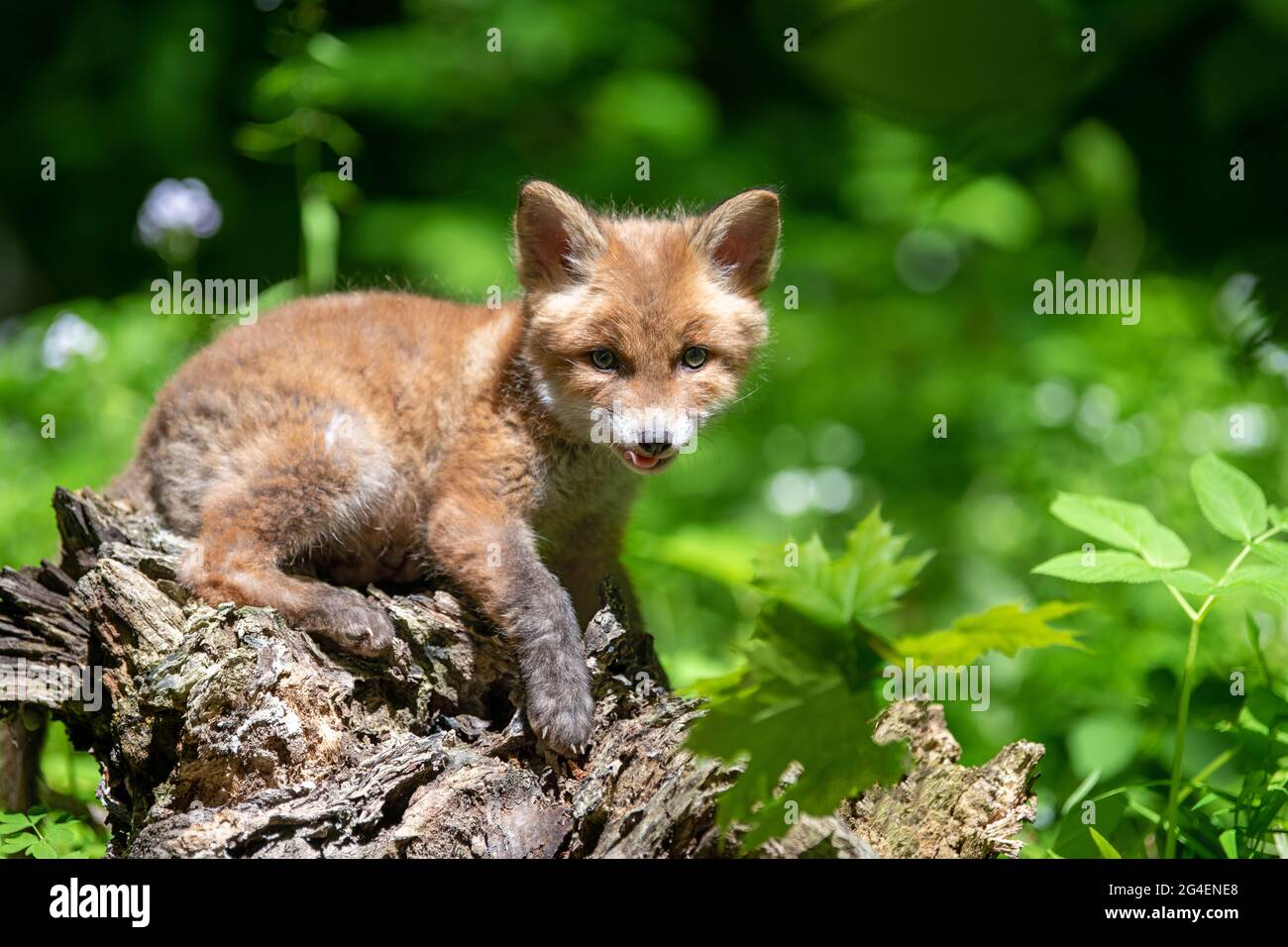 Red fox, vulpes vulpes, small young cub in forest. Cute little wild ...