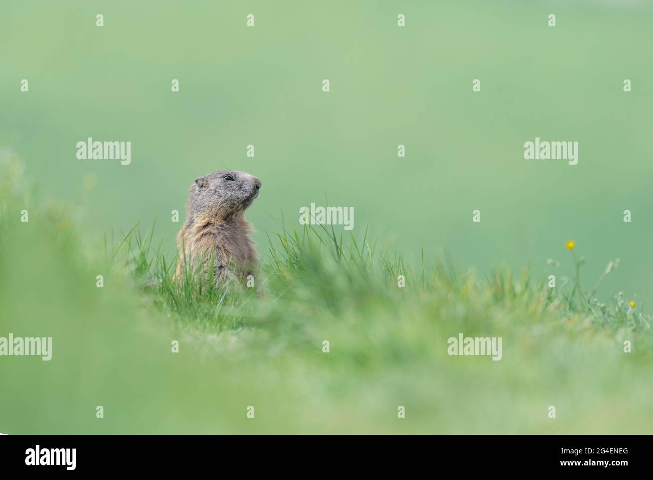 The sentinel of the Alps mountains, fine art portrait of Alpine marmot ...