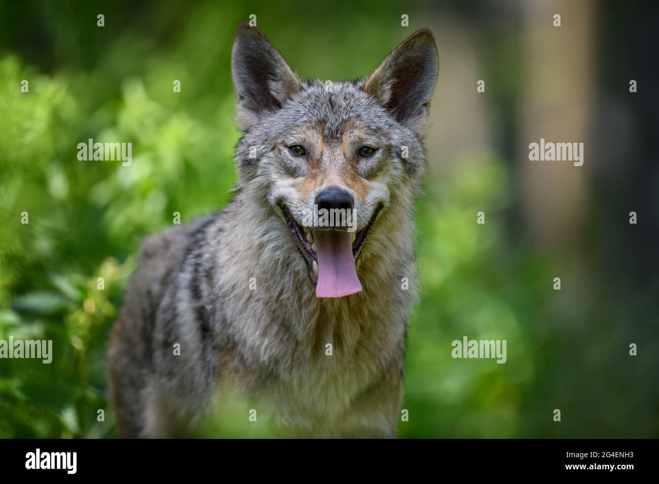 Wolf portrait in summer forest. Wildlife scene from nature. Wild animal ...