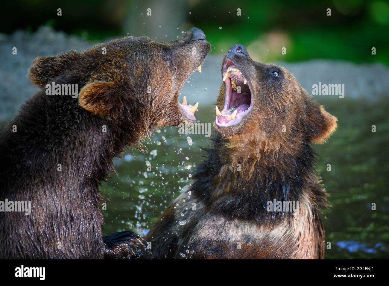 Brown bear fight hi-res stock photography and images - Alamy