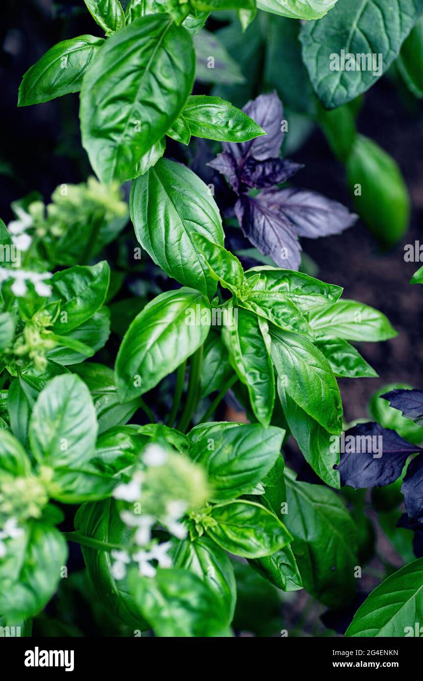 Fresh purple and green basil leaves close-up. Food background. Vertical ...