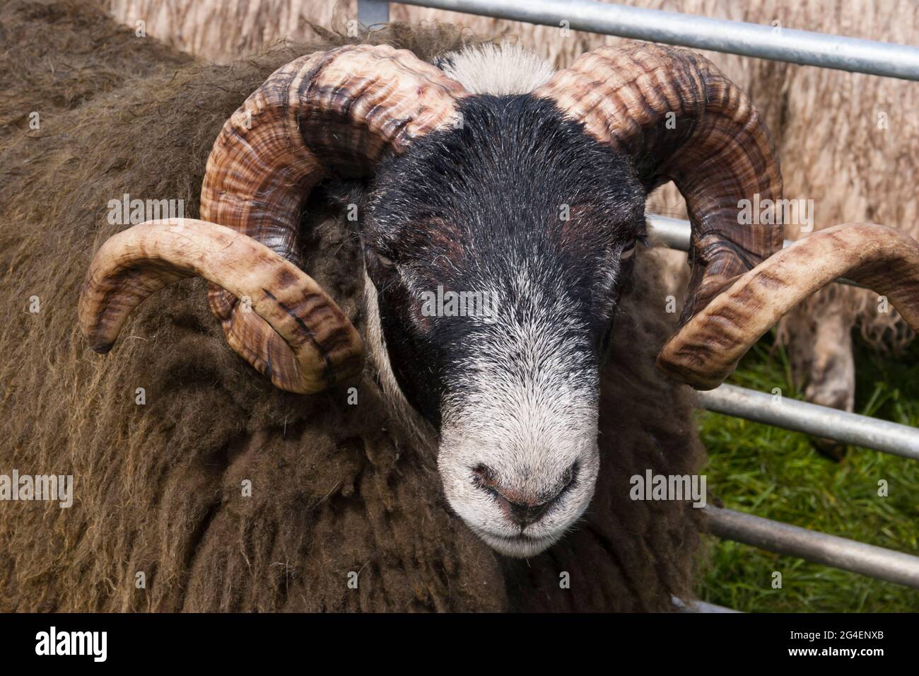 Black faced ram hi-res stock photography and images - Alamy