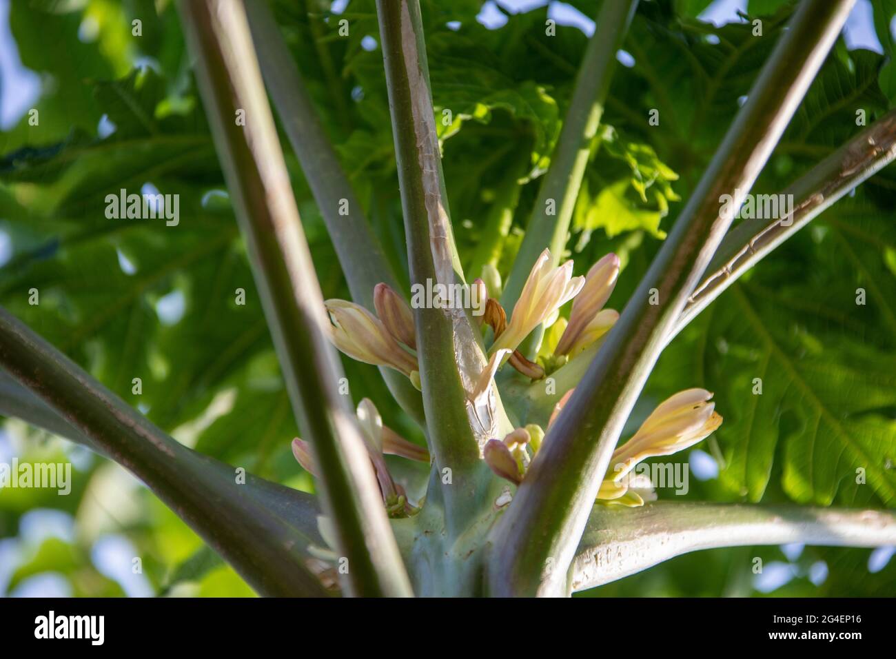 The newly growing bananas shows it's natural beauty to the camera with ...