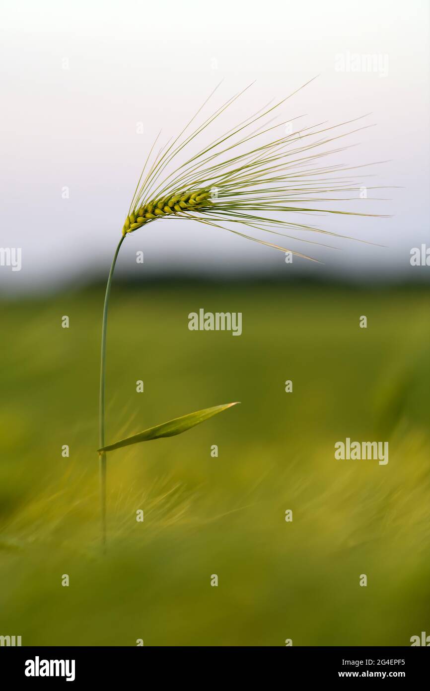 Green spike in field sunny hi-res stock photography and images - Alamy