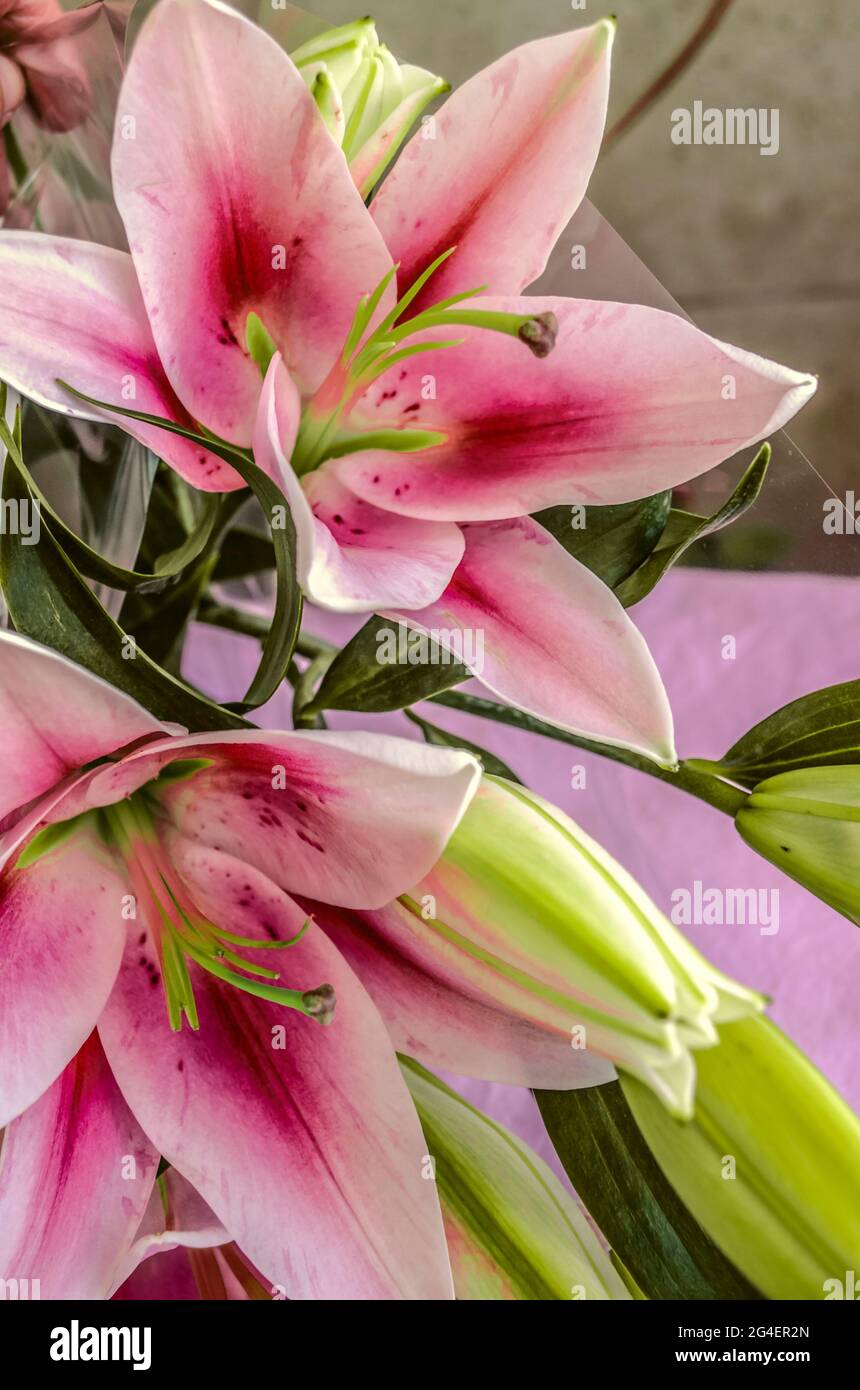 Large flowers of pink-white lilies with a reddish-purple center, in a ...