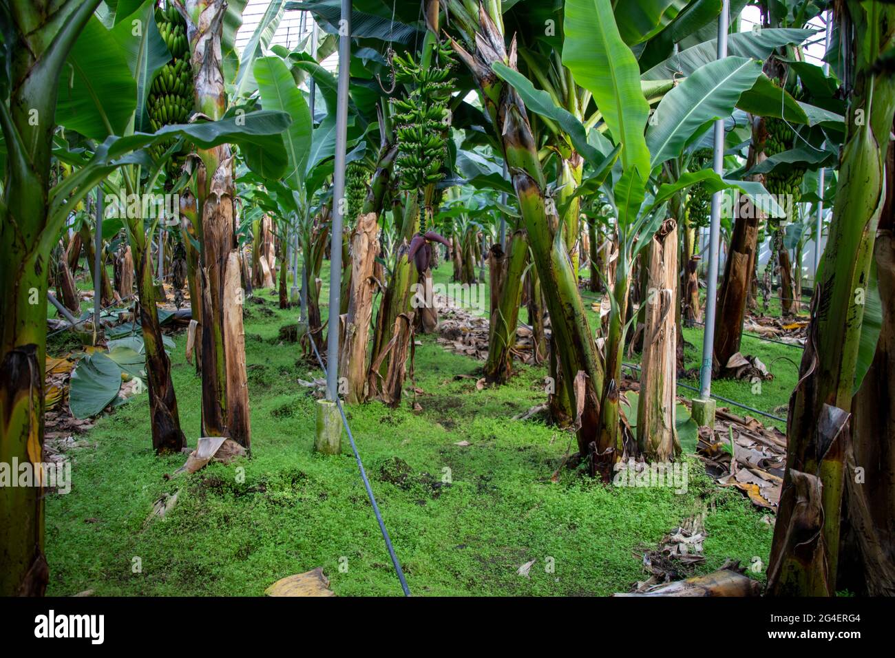 The newly growing bananas shows it's natural beauty to the camera with ...