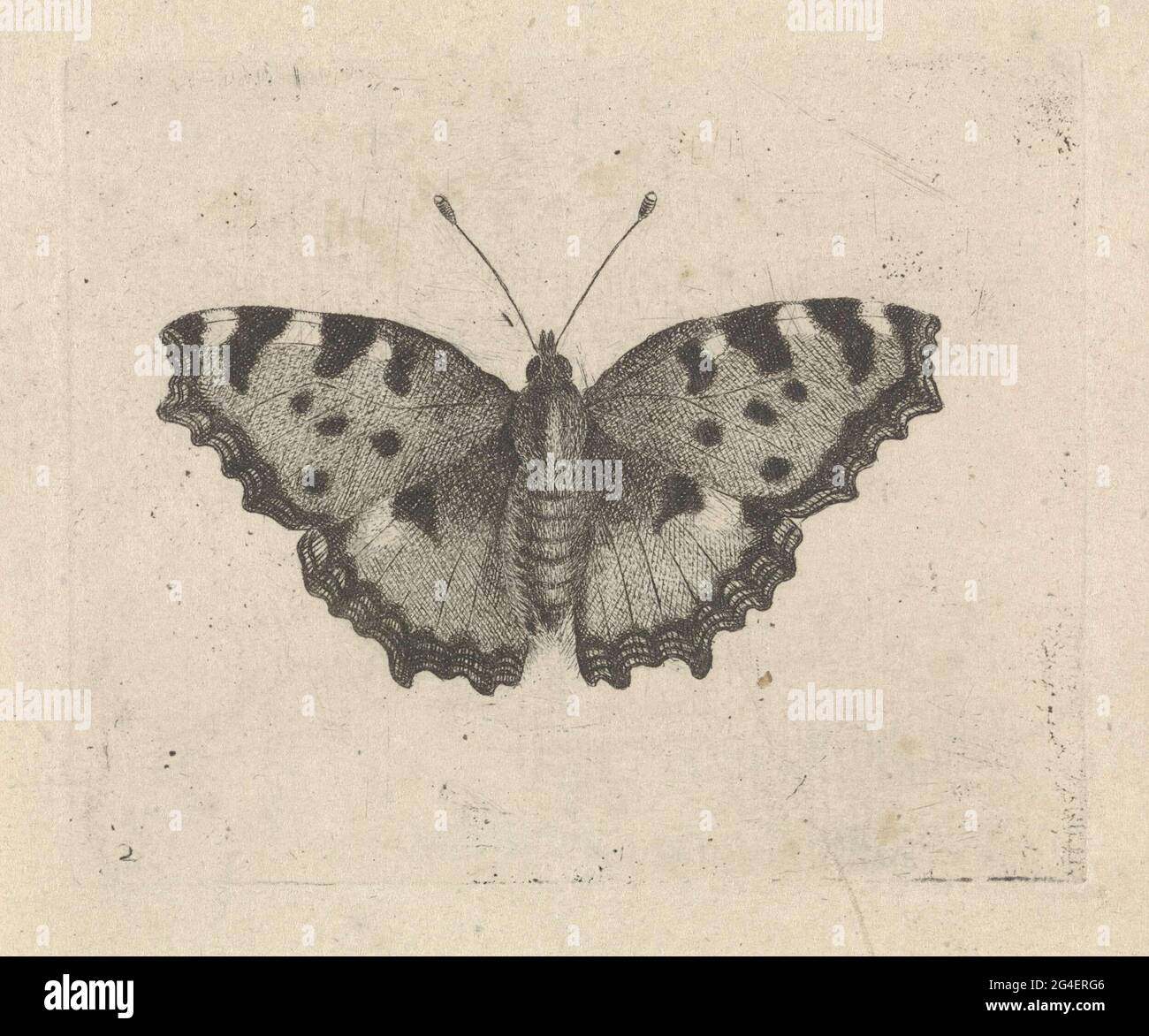 Butterfly naturalist drawing hi-res stock photography and images - Alamy