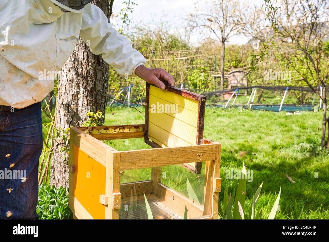 Horizontal photo of a beekeeper in white protection suit and denim ...