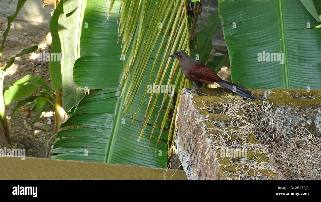 Andaman coucal or brown coucal, Centropus andamanensis. Found in the ...