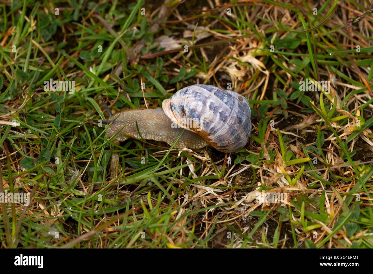 The Garden Snail is common and widespread in heaths and grassland ...