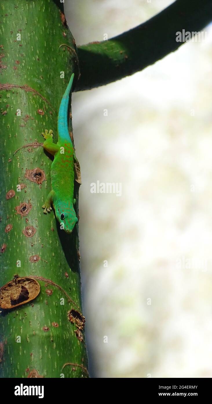 Andaman day gecko, Phelsuma andamanensis endemic to the Andaman Islands ...