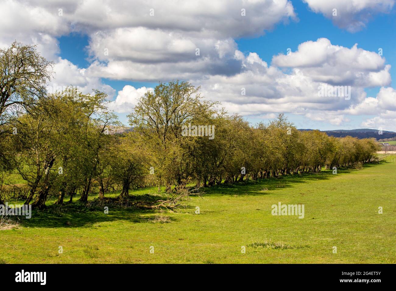 An old hedgeline at Meathop on the Kent estuary, cumbria, UK Stock ...