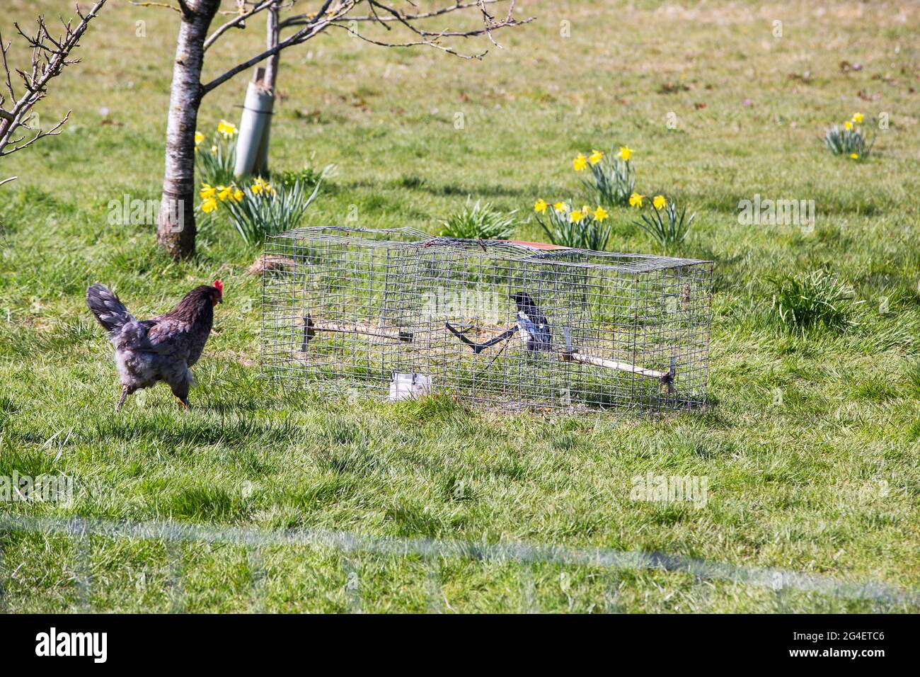A Magpie trapped in a Larson Trap on a farm at Meathop, Cumbria, UK ...