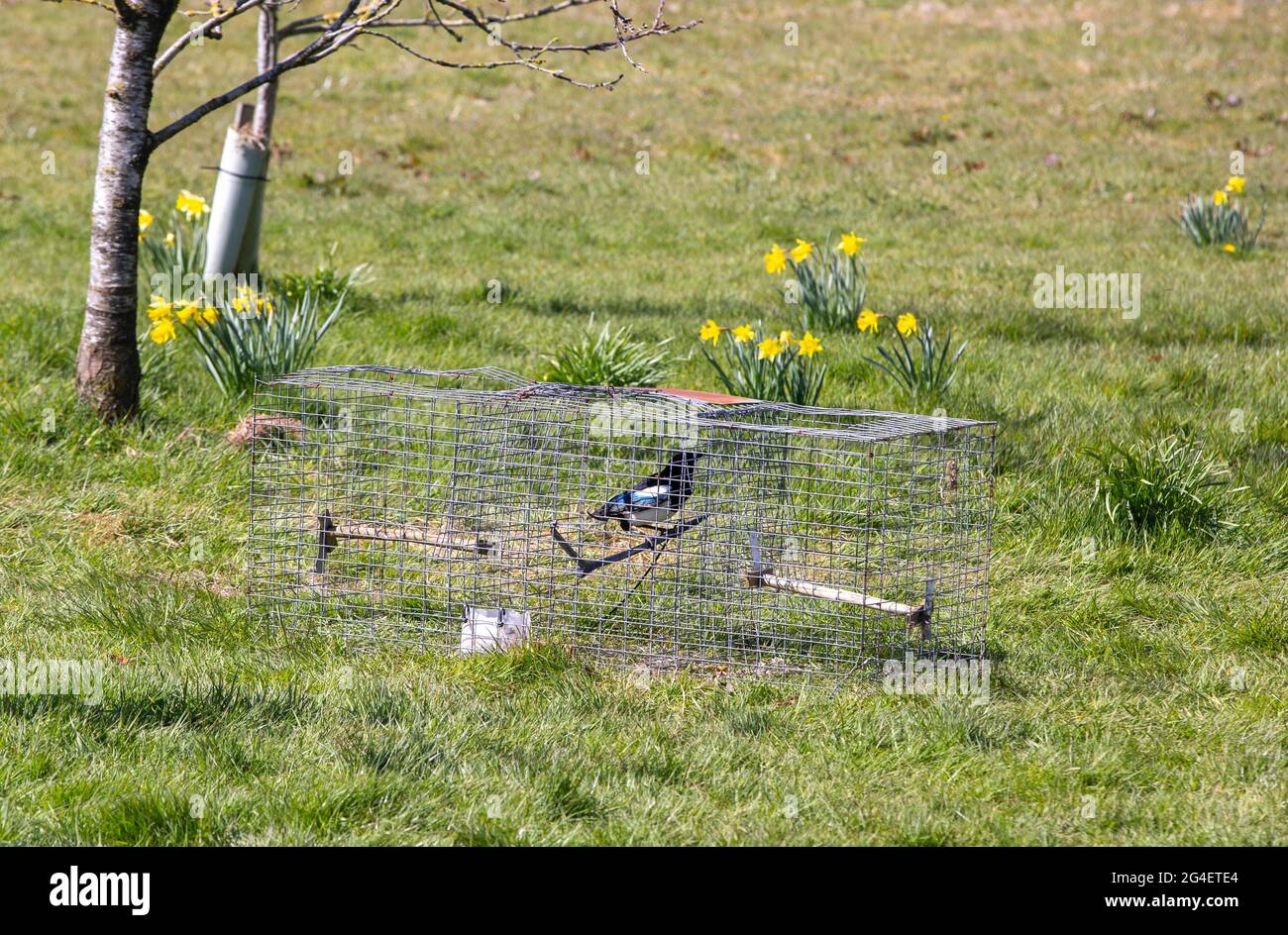 A Magpie trapped in a Larson Trap on a farm at Meathop, Cumbria, UK ...