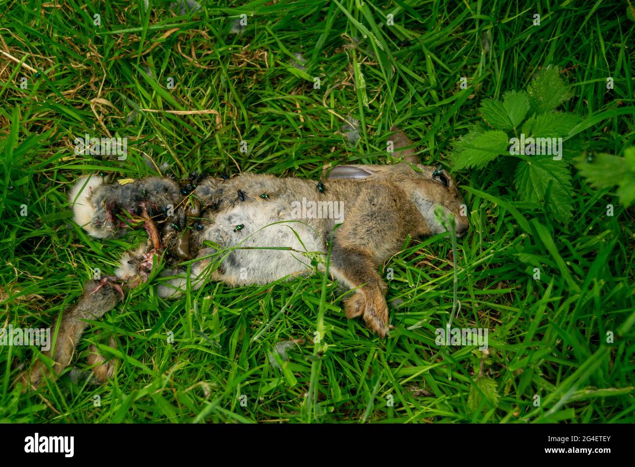 Injured rabbit hi-res stock photography and images - Alamy