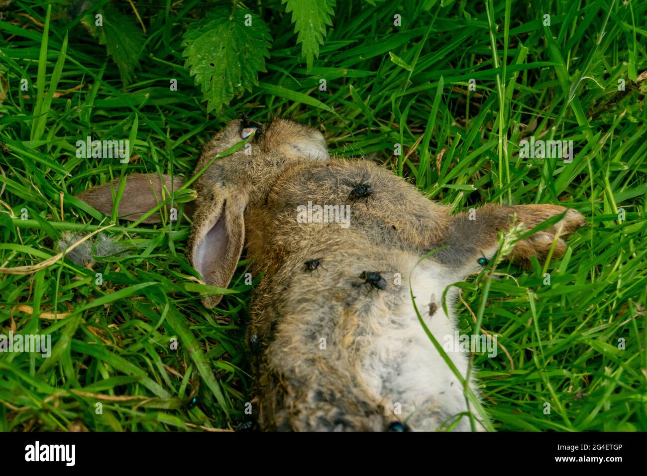 Dead rabbit on a woodland grass, carcass of killed animal bein eaten by ...