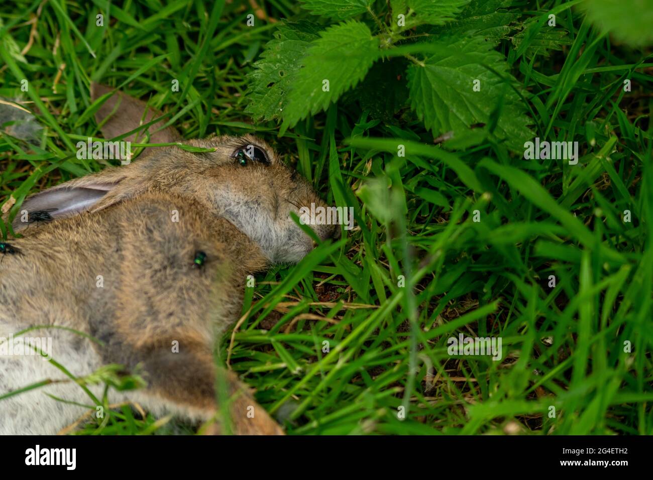 Injured rabbit hi-res stock photography and images - Alamy