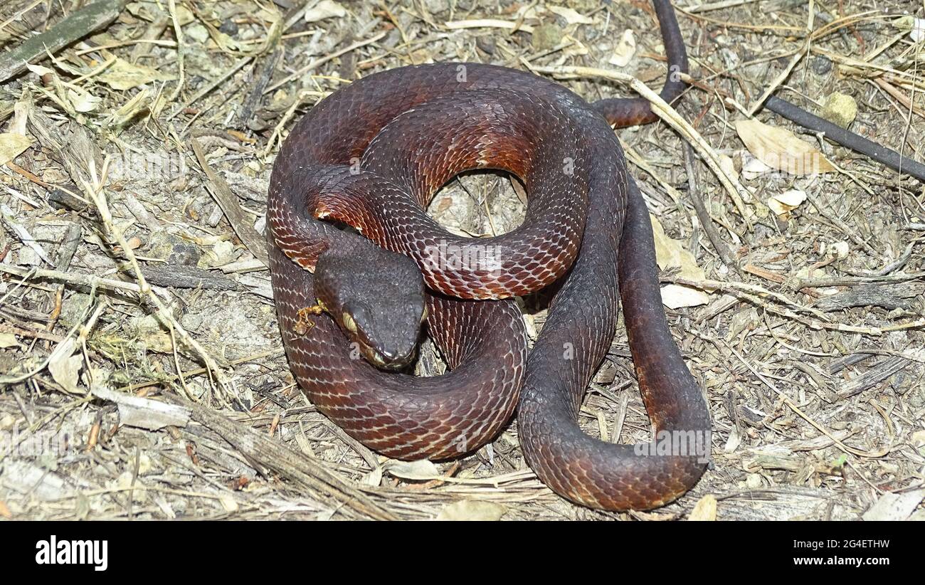 Andaman Pit Viper full body shot, Trimeresurus andersonii, Theobald ...