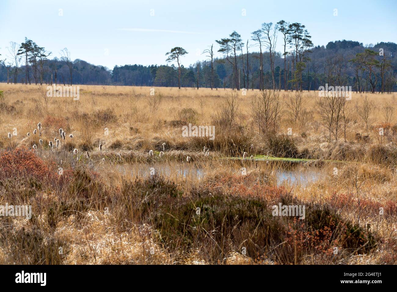 Foulshaw Moss, South Cumbria, UK Stock Photo - Alamy