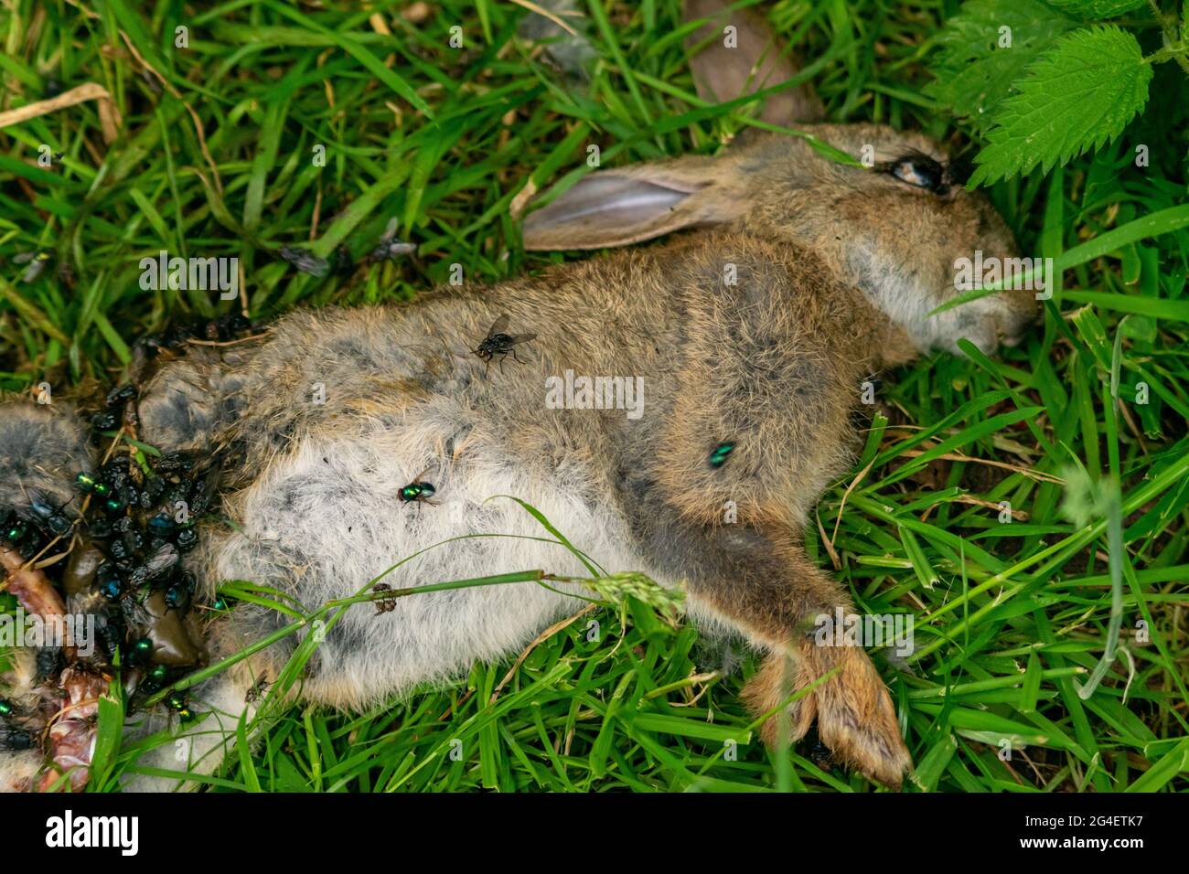 Killed for their organs hi-res stock photography and images - Alamy