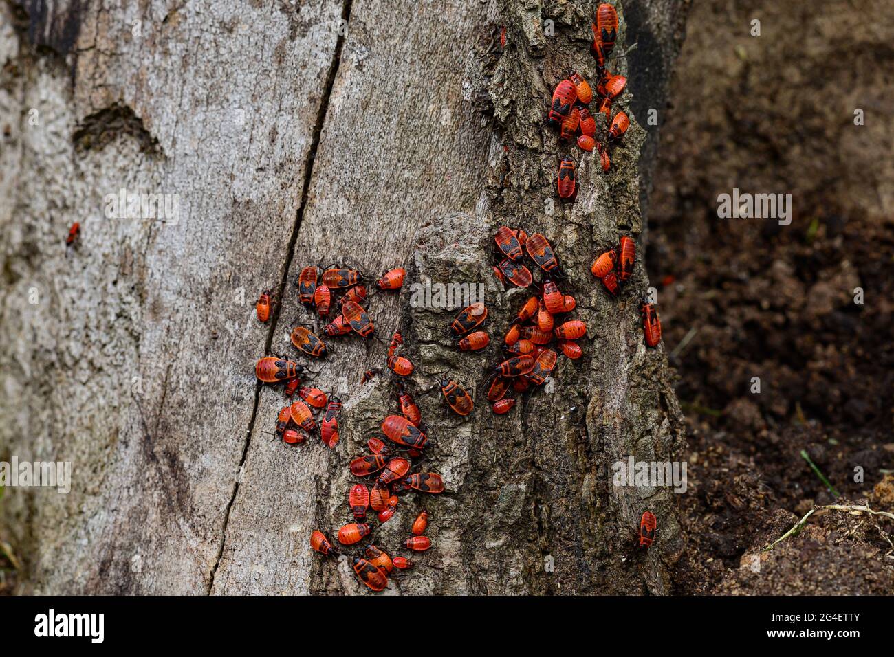 Wingless insects hi-res stock photography and images - Alamy