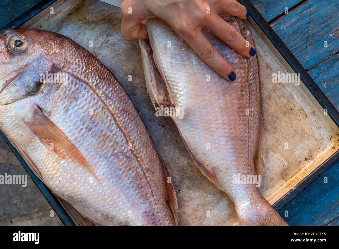 A woman hand opening a bream fish stomach with a knife to fill it on ...