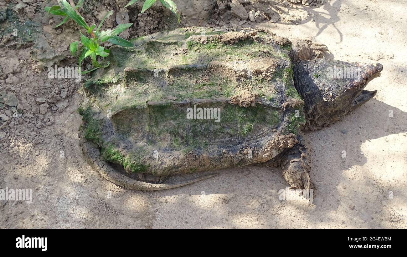 Alligator snapping turtle, Macrochelys temminckii. Family: Chelydridae ...