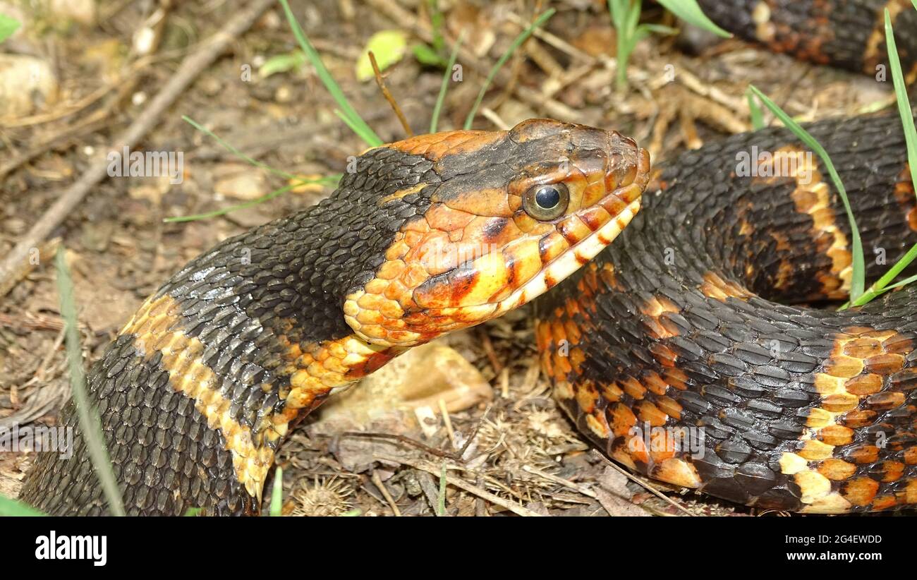 Florida banded water snake hi-res stock photography and images - Alamy