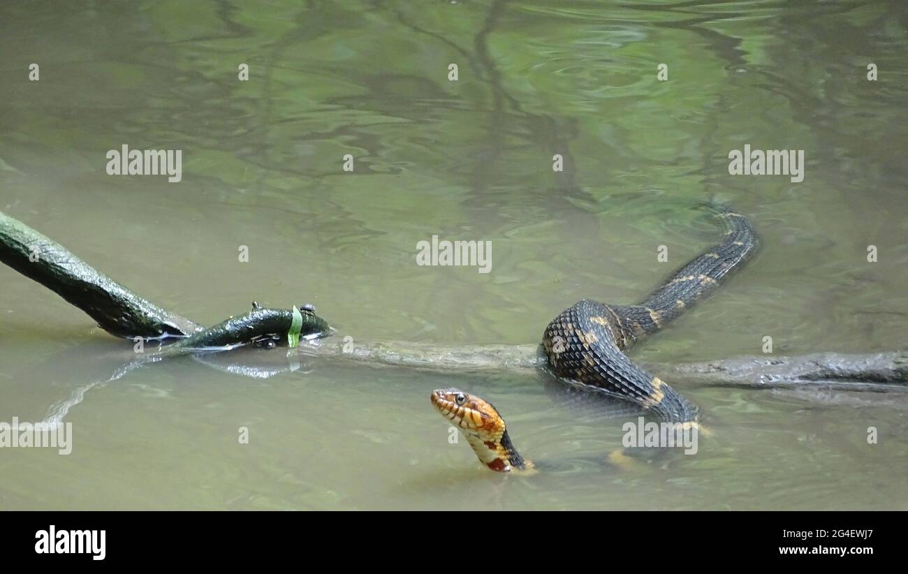 The banded water snake or southern water snake, Nerodia fasciata ...