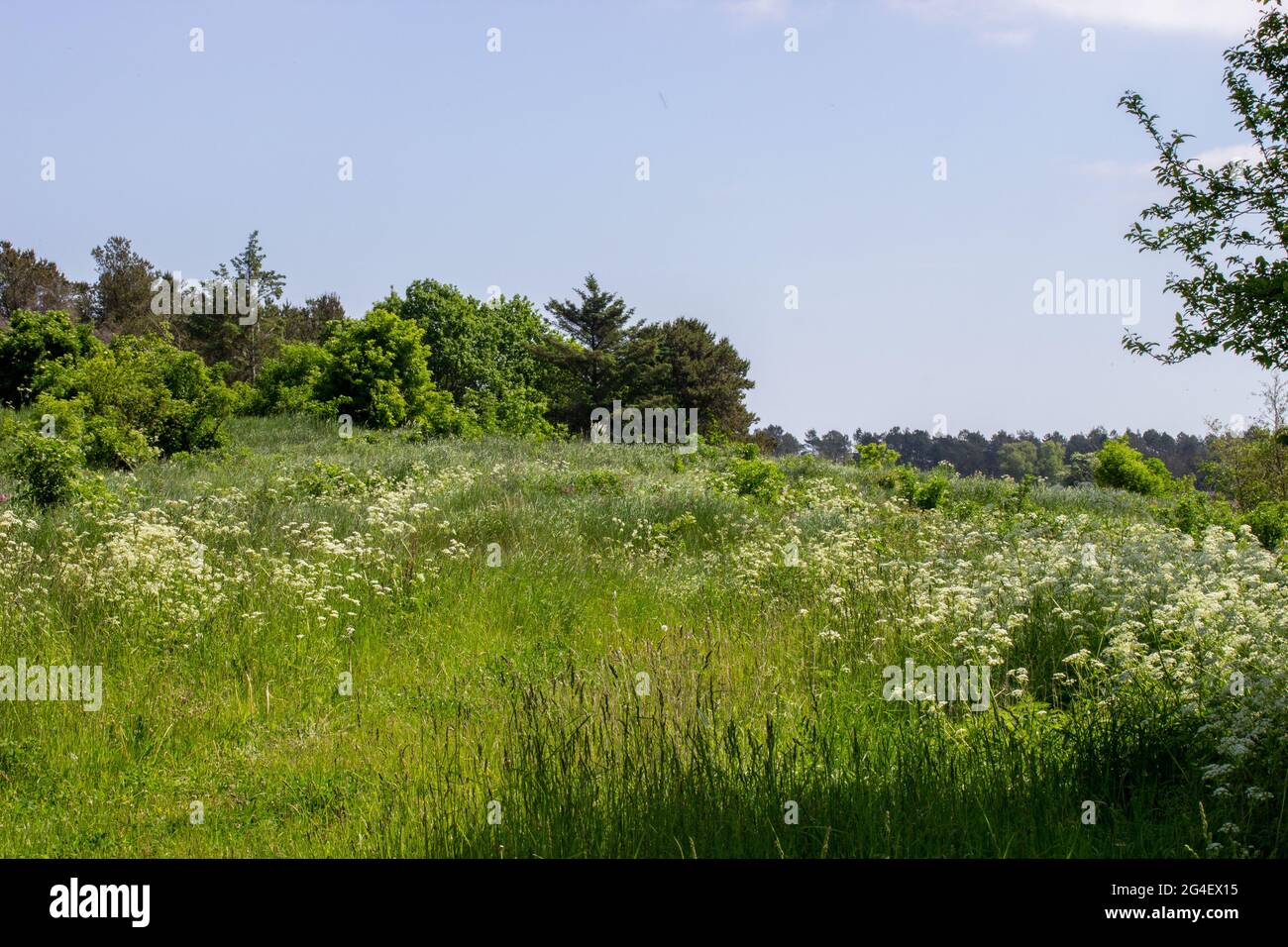 A summer landscape with a field of grass, blue sky, and sun Stock Photo ...