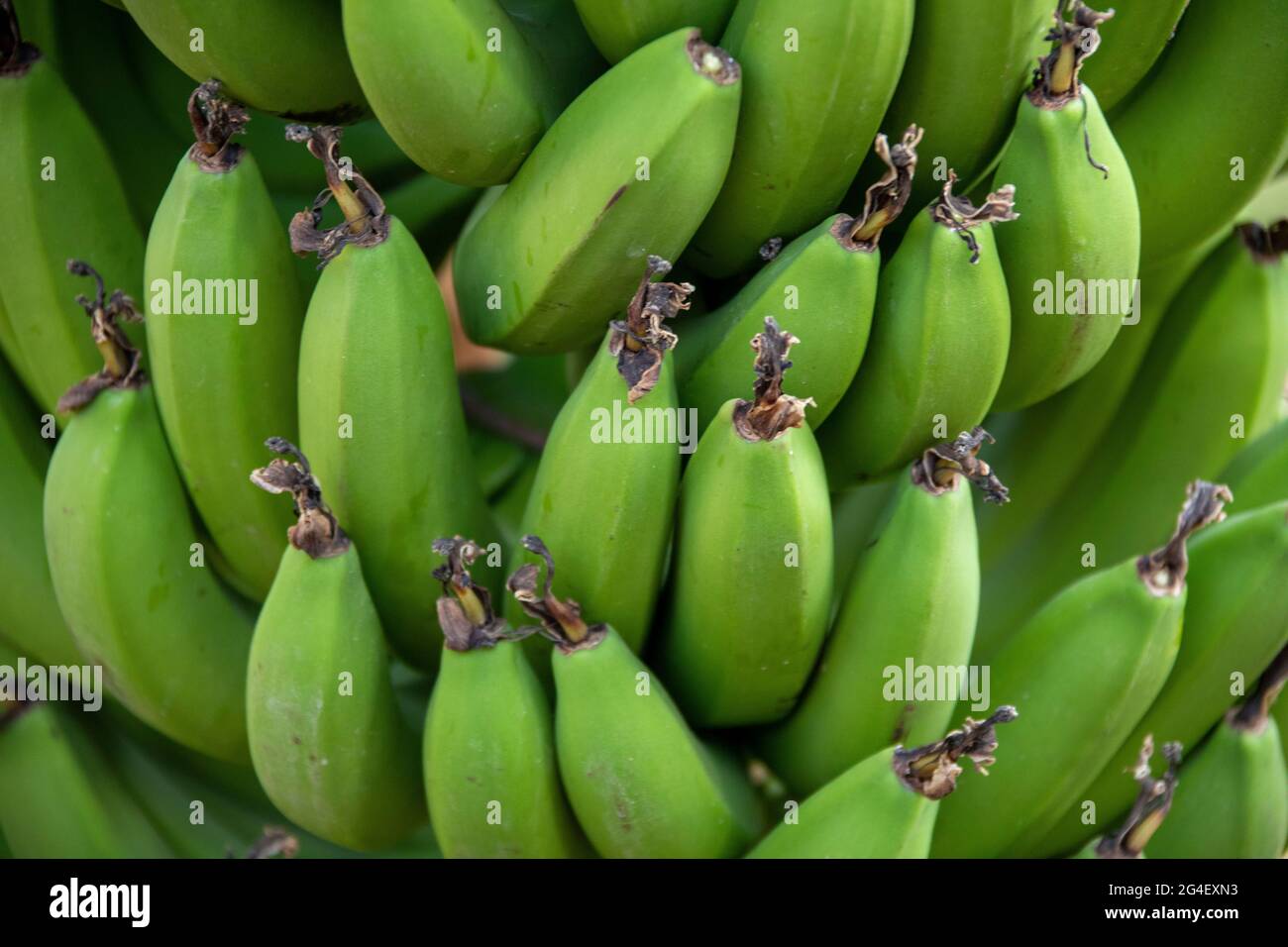 The newly growing bananas shows it's natural beauty to the camera with ...