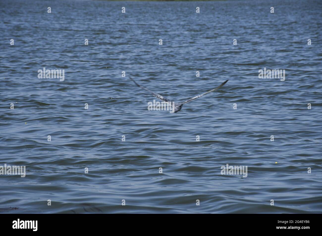 LAKE OF INDIA AT KUTCH, GUJARAT, BLUE WATER Stock Photo - Alamy