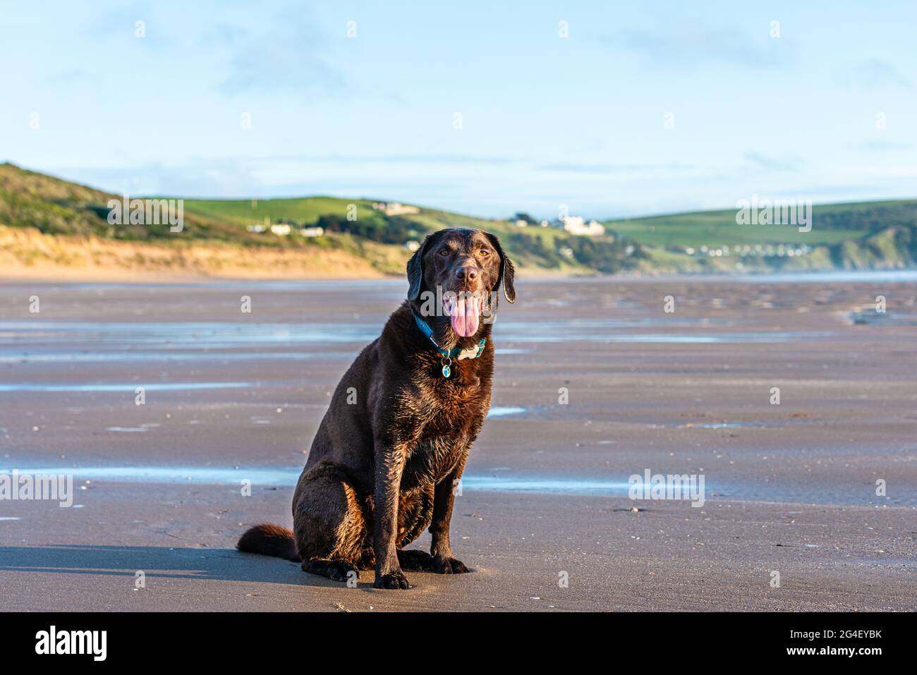 Dog on Woolacombe Beach, a three mile stretch of award winning sands ...
