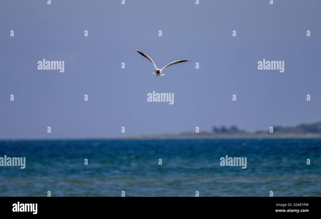 A common tern bird flying over a beach Stock Photo - Alamy