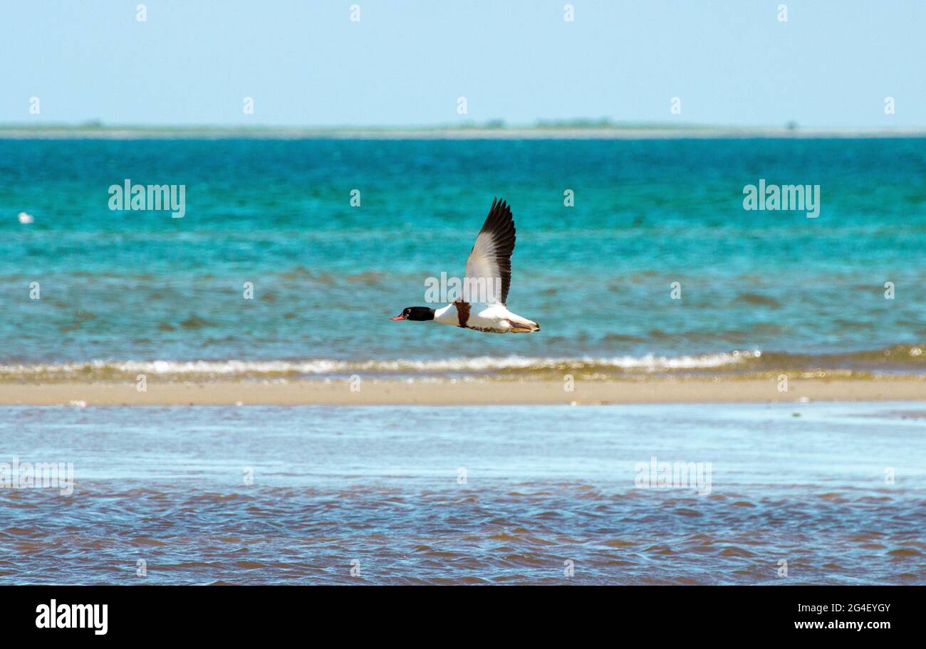 A common shelduck bird flying over a beach Stock Photo - Alamy