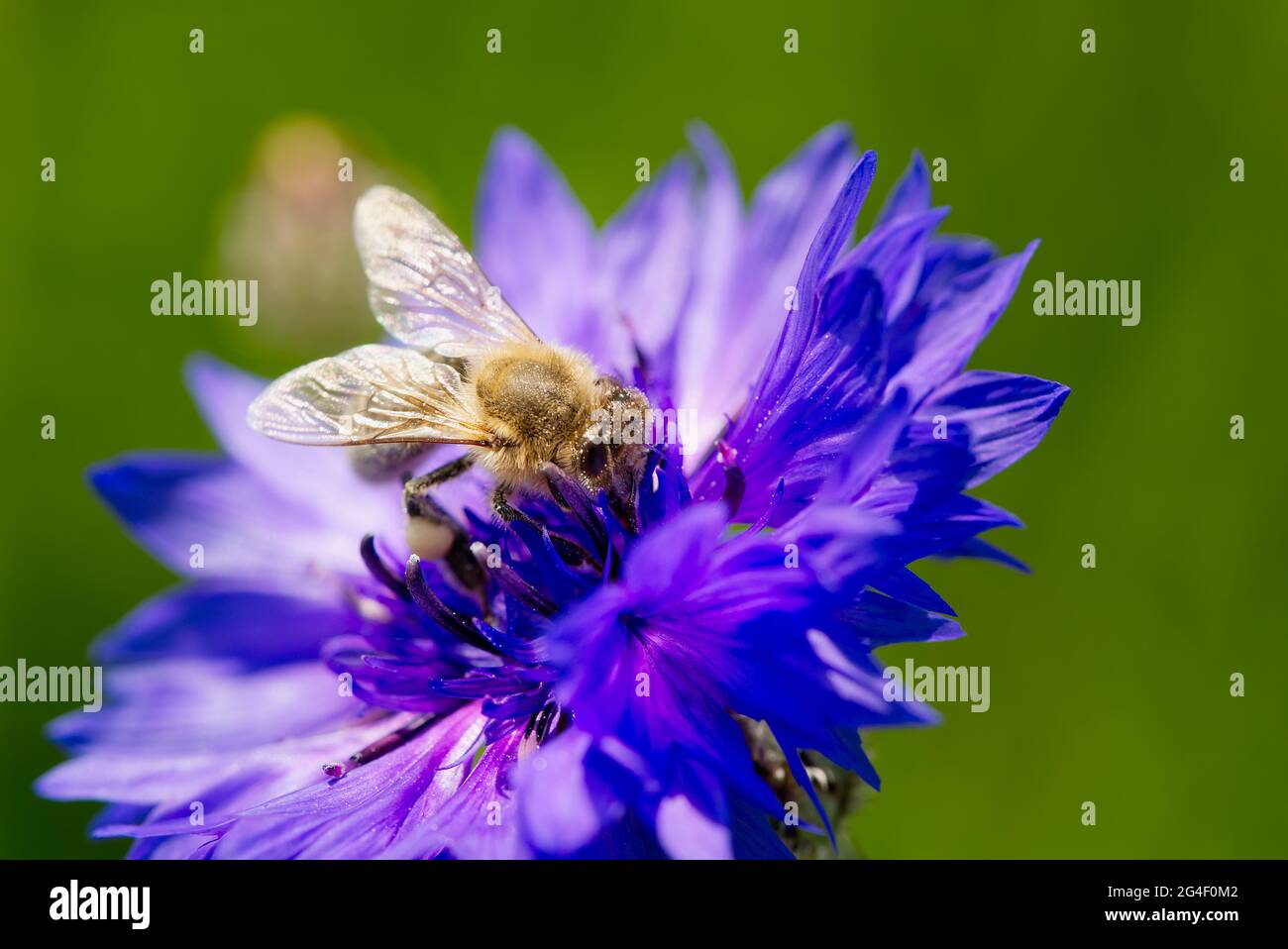 Bee collects pollen from a cornflower. blue cornflower with bee, close ...