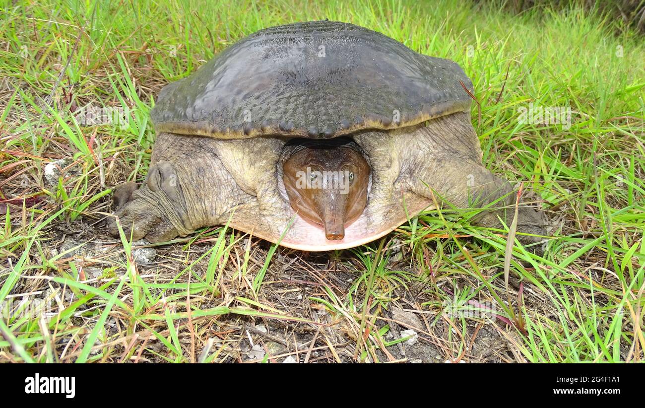 Florida softshell turtle hi-res stock photography and images - Alamy