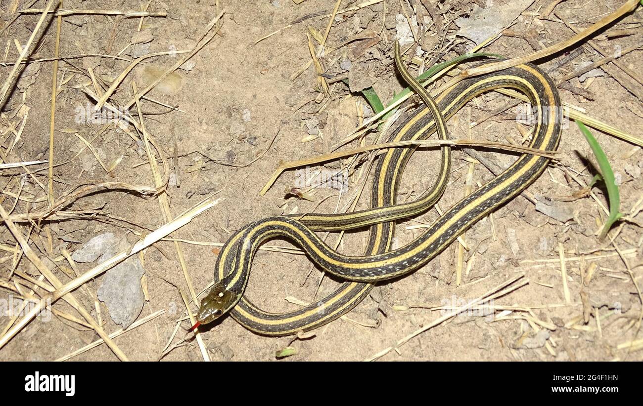 Garter snake small to medium-sized snake belonging to the genus ...