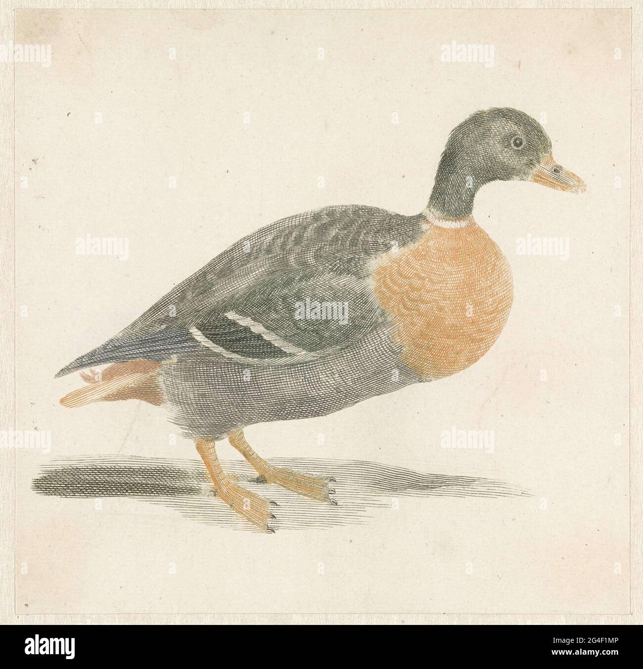 Woerd hi-res stock photography and images - Alamy