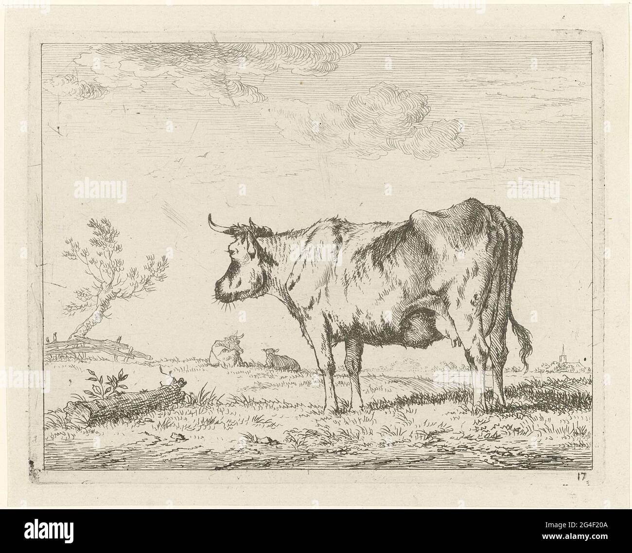 . Pasture with standing cow, seen from the side. Two lying cows in the ...
