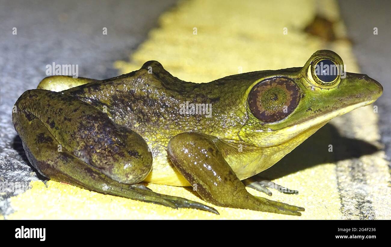 American green tree frog hi-res stock photography and images - Alamy