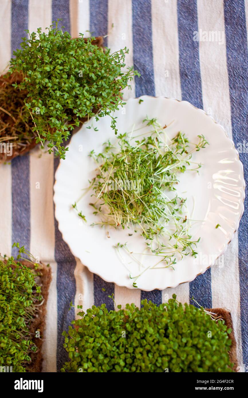Close-up of micro greens of mustard, arugula and other plants at home ...