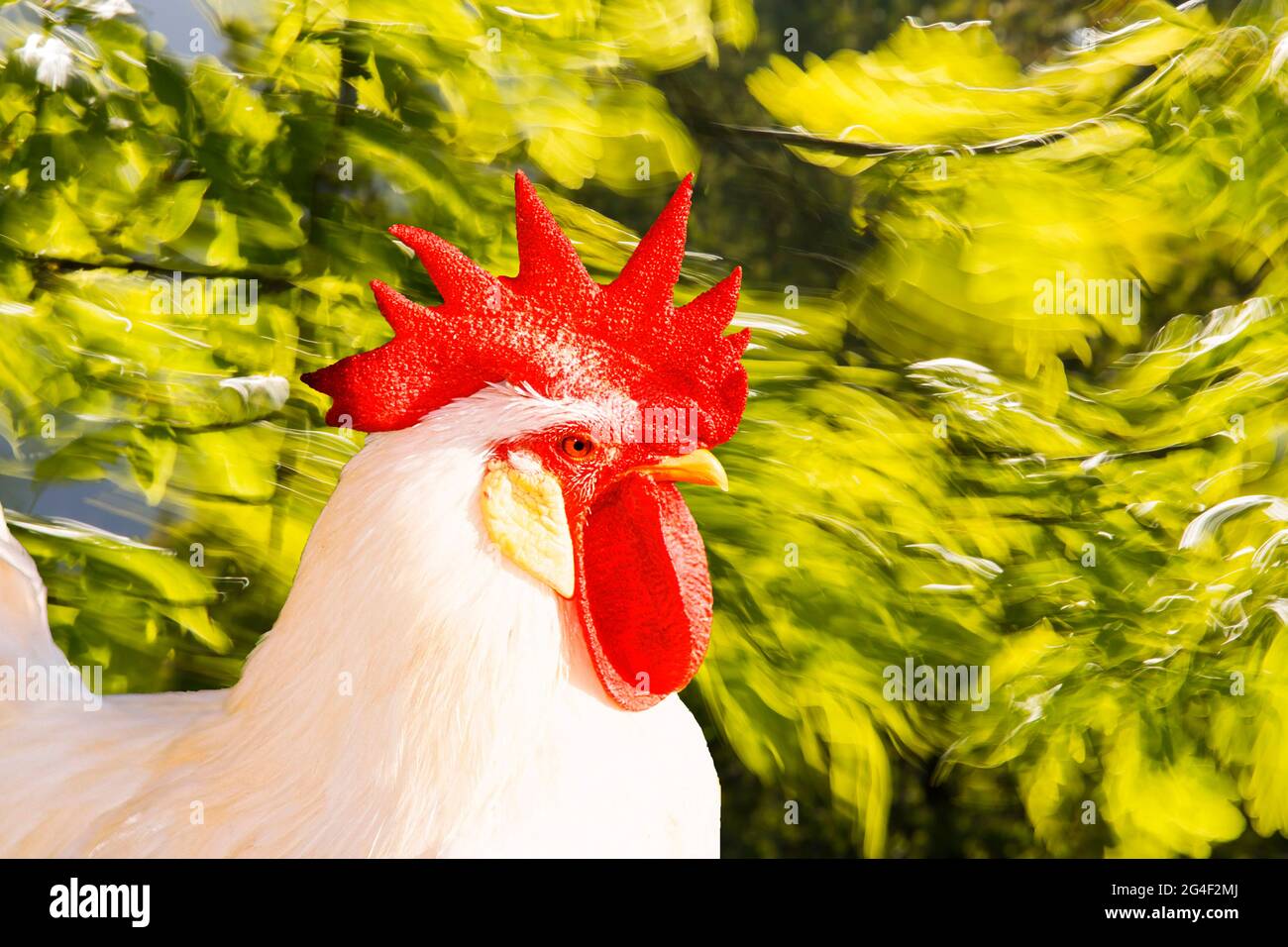 Oak tree branch swaying in hi-res stock photography and images - Alamy
