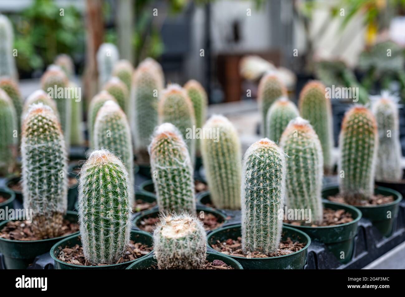 Potted cacti in a greenhouse hi-res stock photography and images - Alamy
