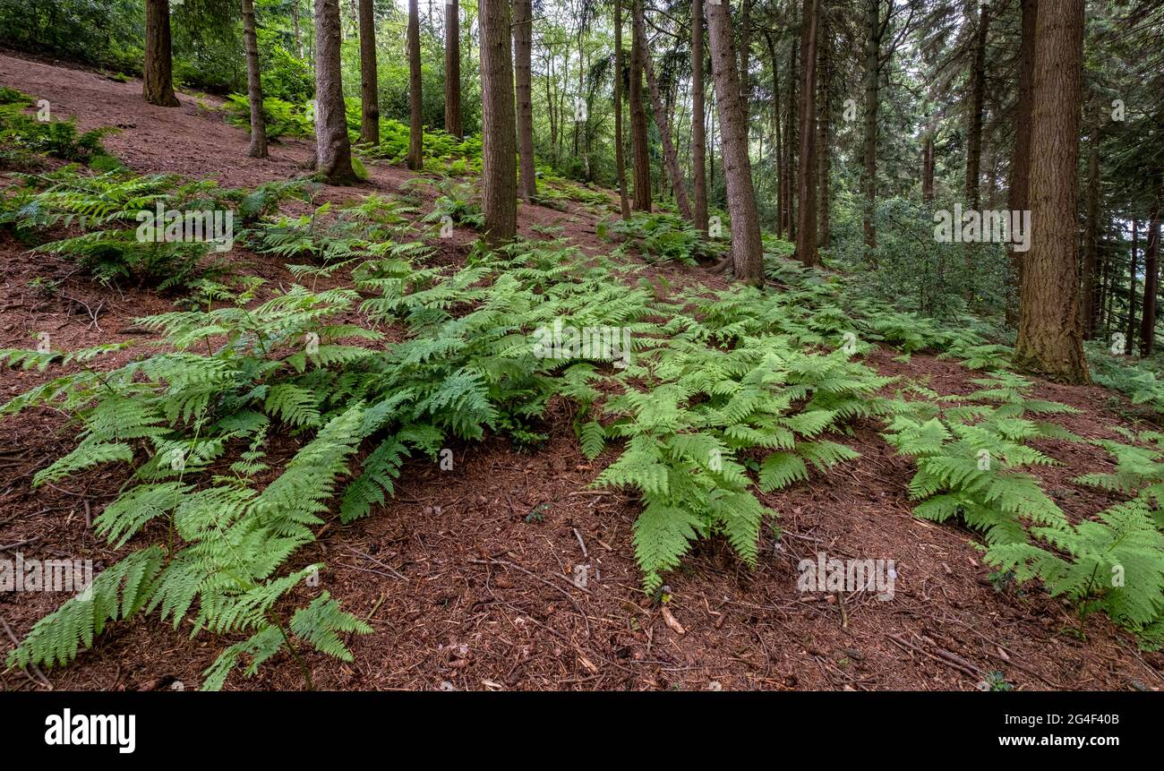 Common Fern growing on a forest floor amidst Scotts Pine trees ...